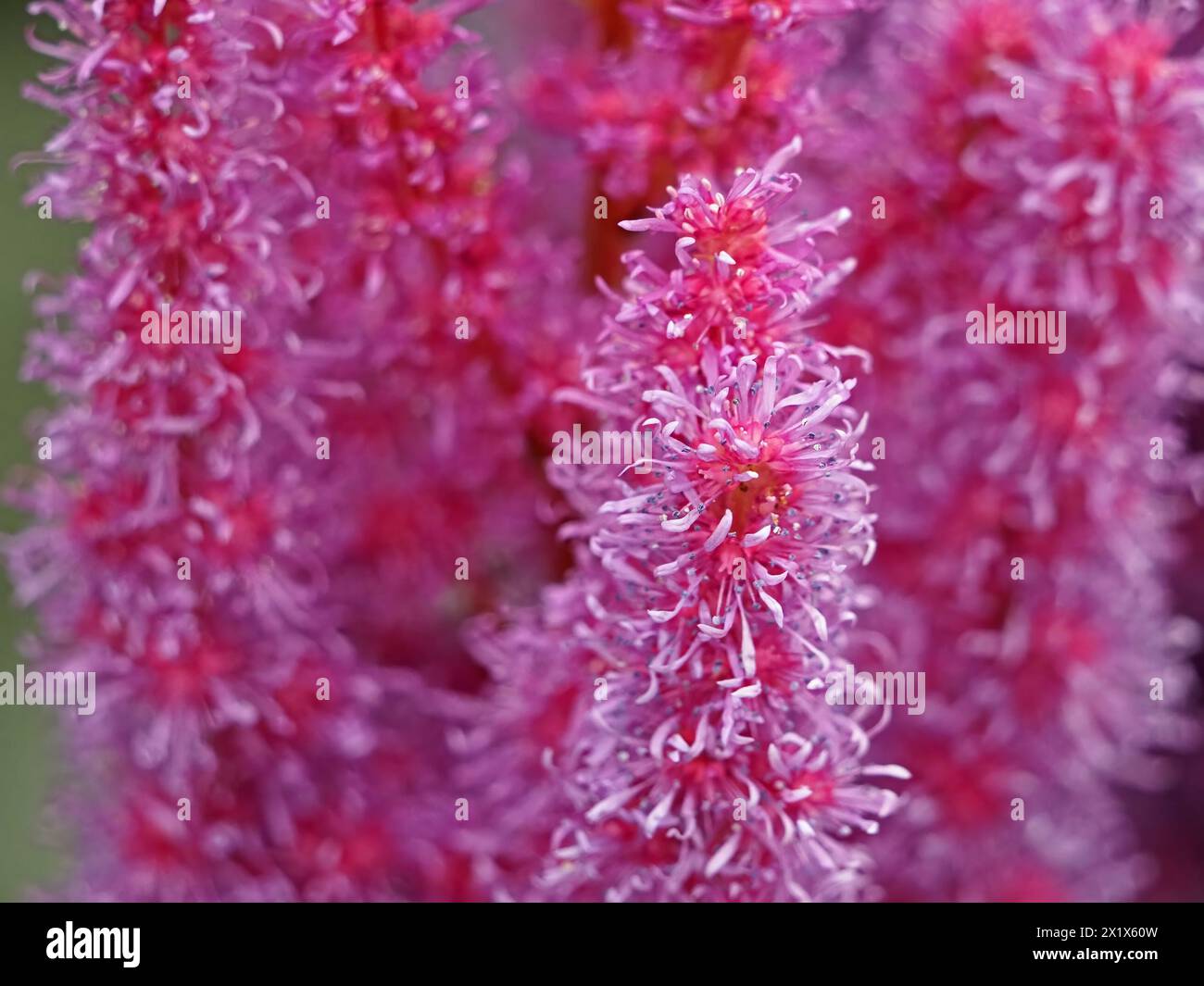 massed purple & pink flowers of horticultural False Buck's beard ...