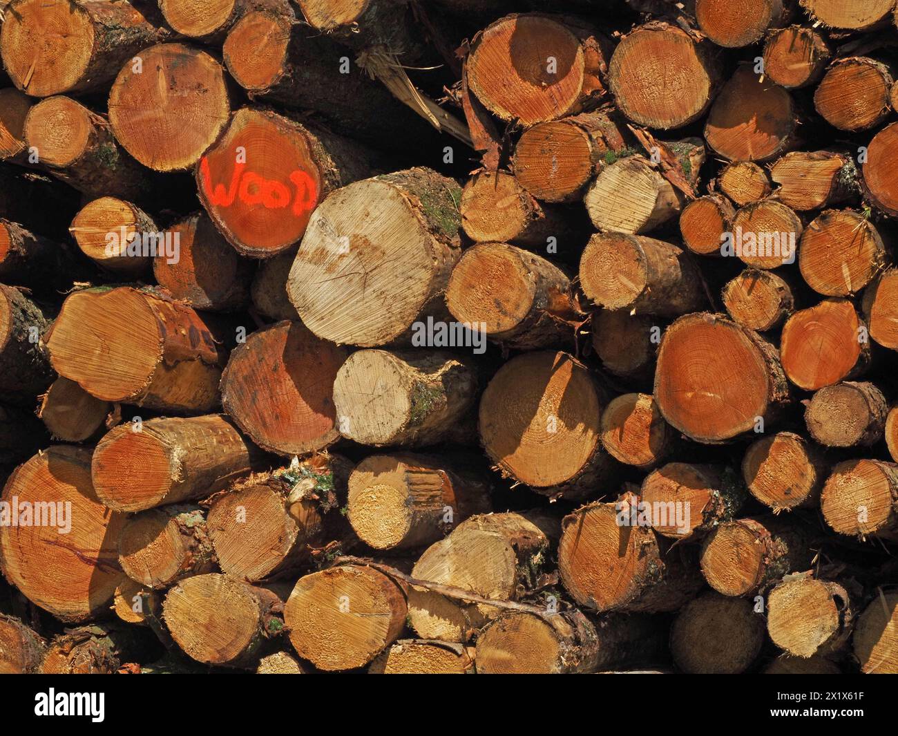 Wood timber pole poles hi-res stock photography and images - Alamy
