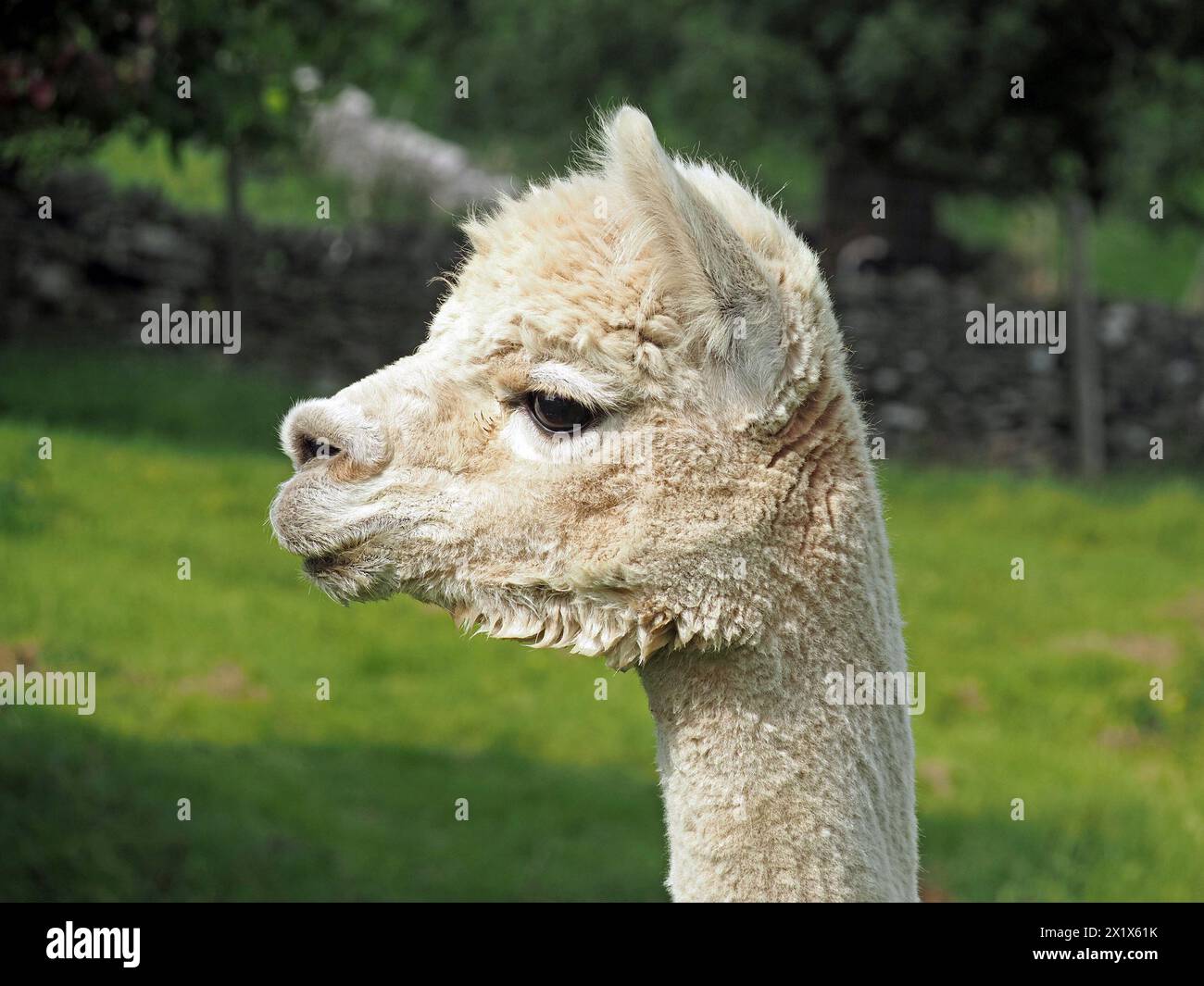 Flared nostril hi-res stock photography and images - Alamy