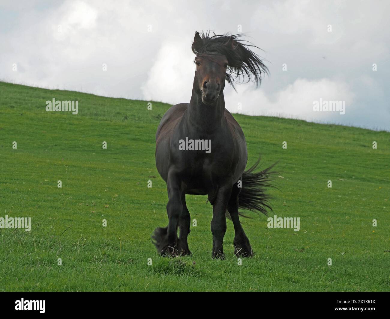 dramatic black horse with flowing mane & tail galloping towards camera ...