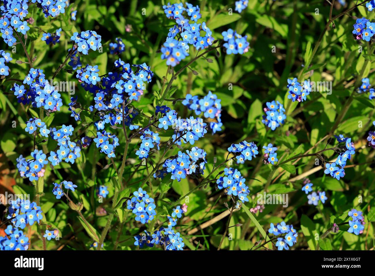 Wood forget-me-not or woodland forget-me-not - Myosotis sylvatica ...