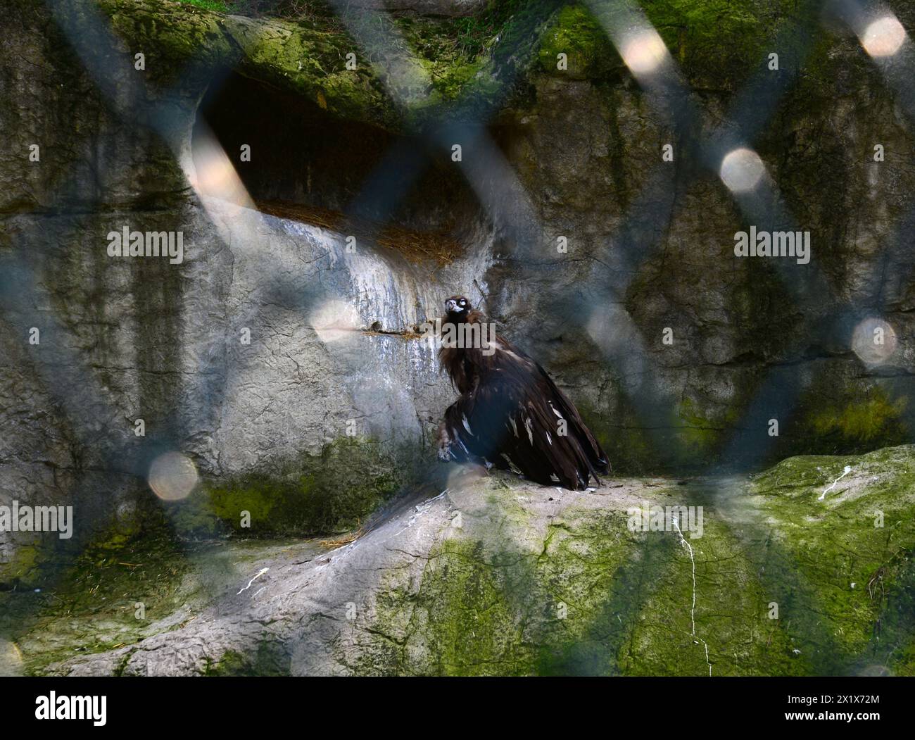 Animal World and Wildlife - TURKEY Stock Photo - Alamy