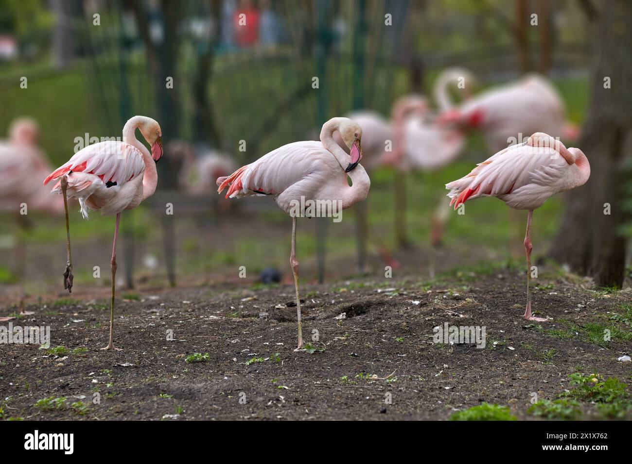 Image of a flock of pink flamingo birds in a zoo Stock Photo - Alamy