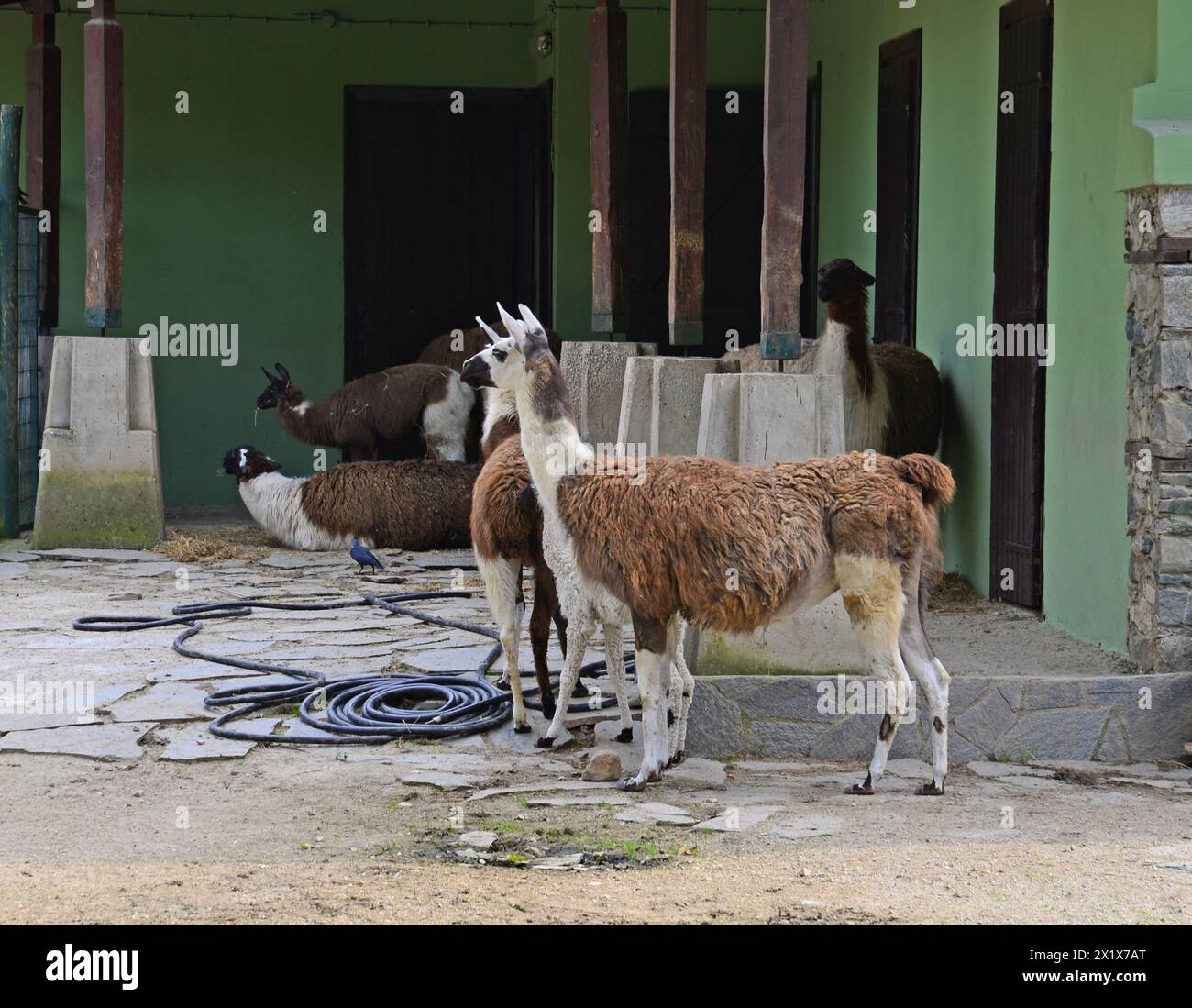 Llama cartoon hi-res stock photography and images - Alamy