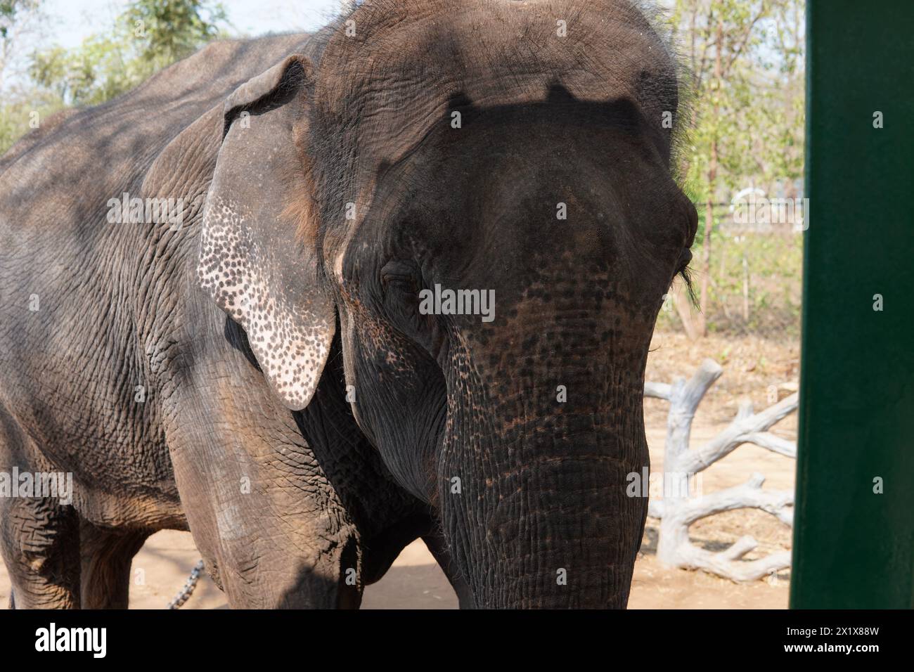 Huge elephant close up shot @ Sakkare bail elephant camp in india Stock ...