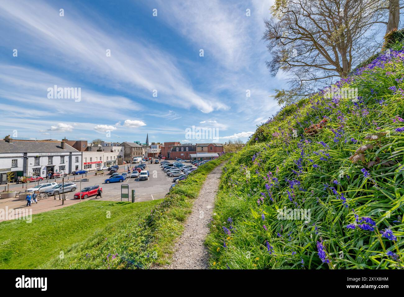 Barnstaple, UK. 18th Apr, 2024. Colourful spring bluebells flower on ...