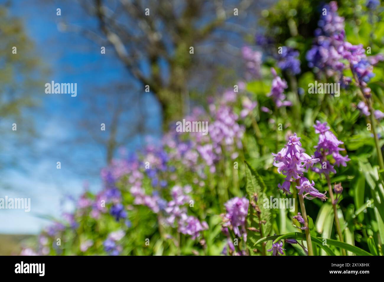 Barnstaple, UK. 18th Apr, 2024. Colourful spring bluebells flower on ...