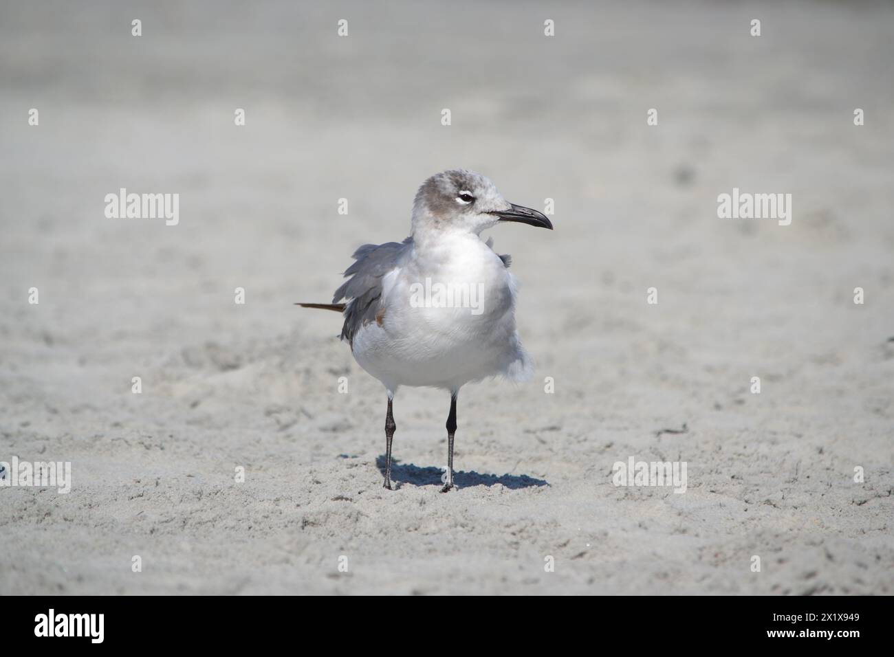 On the sandy shores of Port Canaveral, Jetty Beach in Florida, a ...