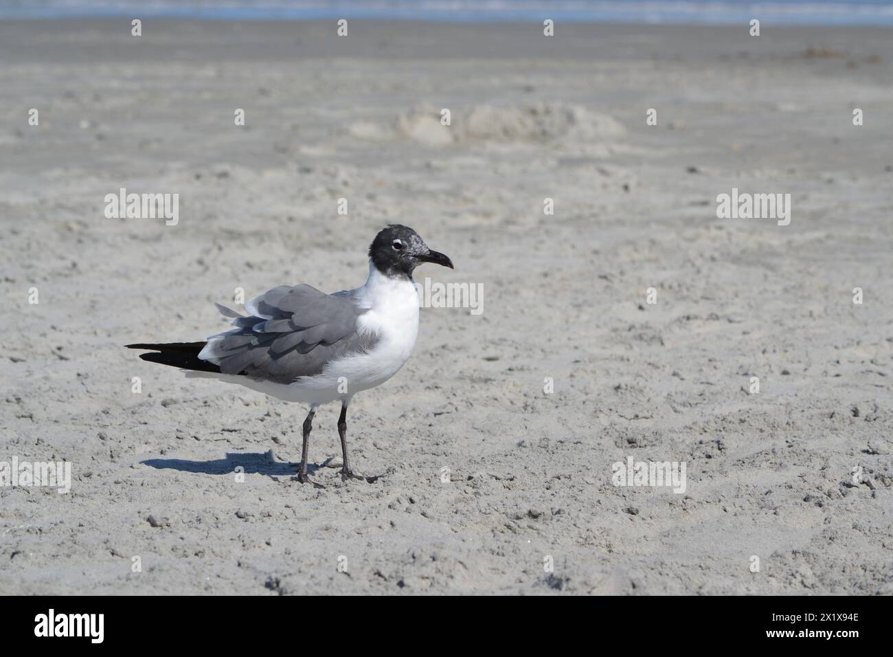 Floirda beach hi-res stock photography and images - Alamy