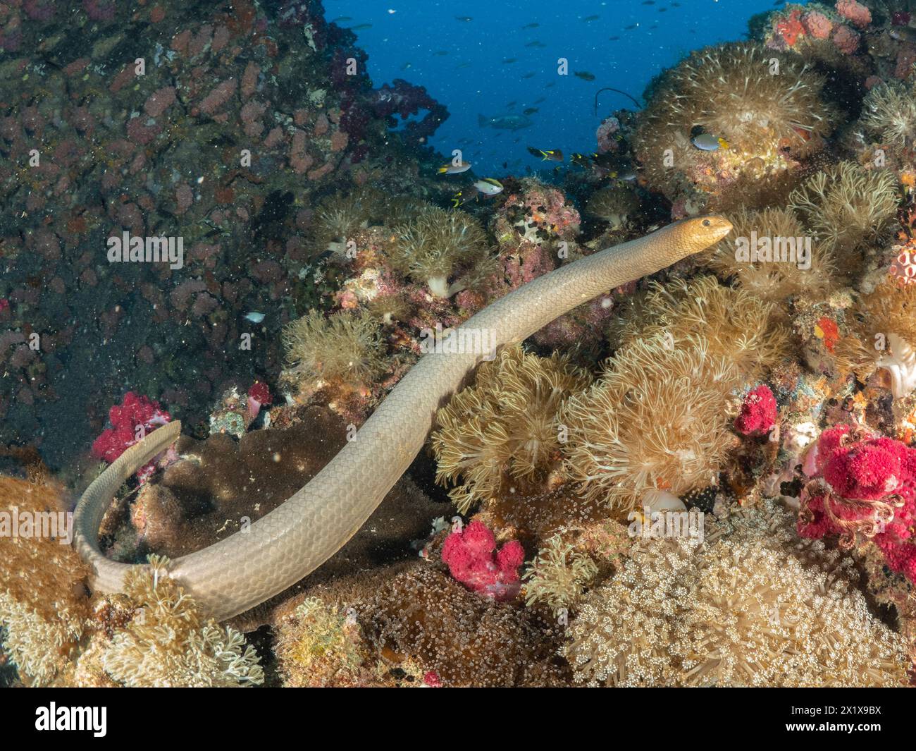 Olive sea snake Stock Photo - Alamy
