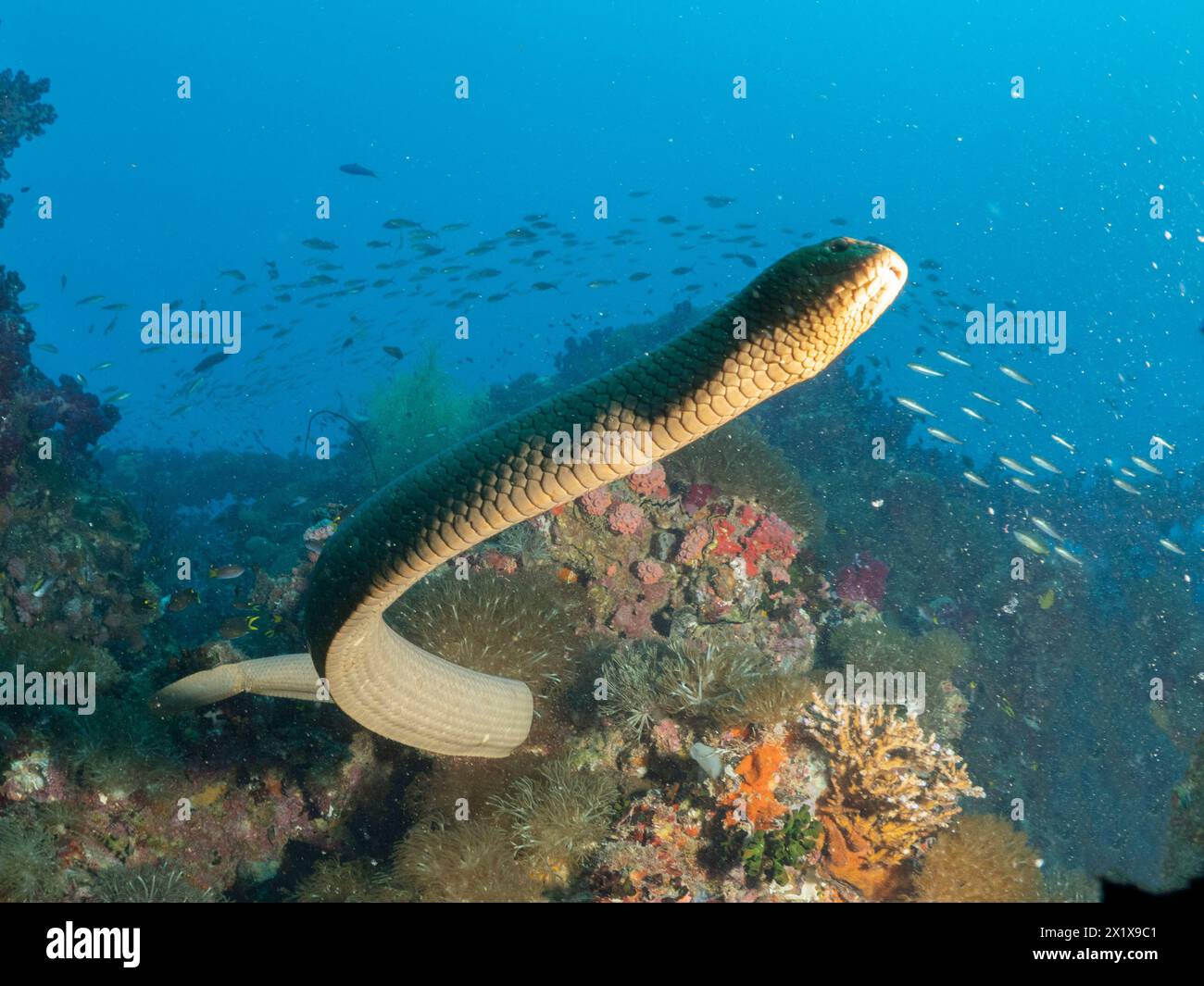 Olive sea snake Stock Photo - Alamy
