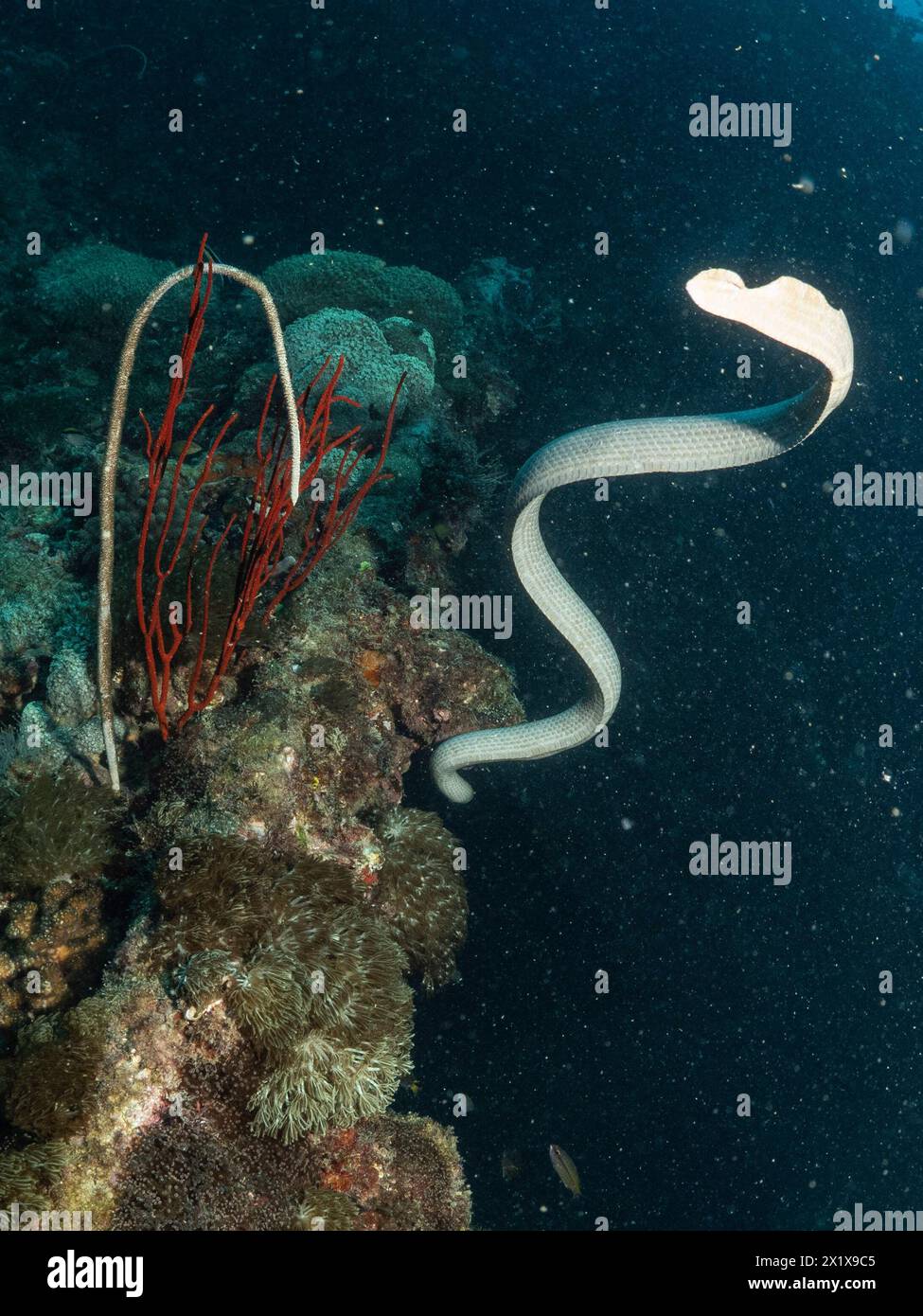 Olive sea snake Stock Photo - Alamy