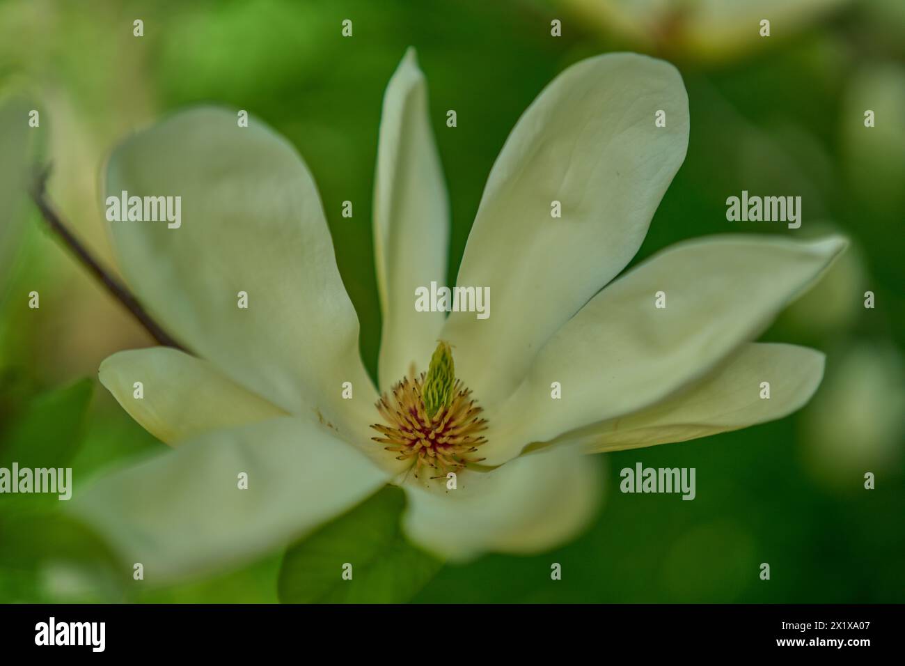 Magnolia acuminata cucumber tree hi-res stock photography and images ...