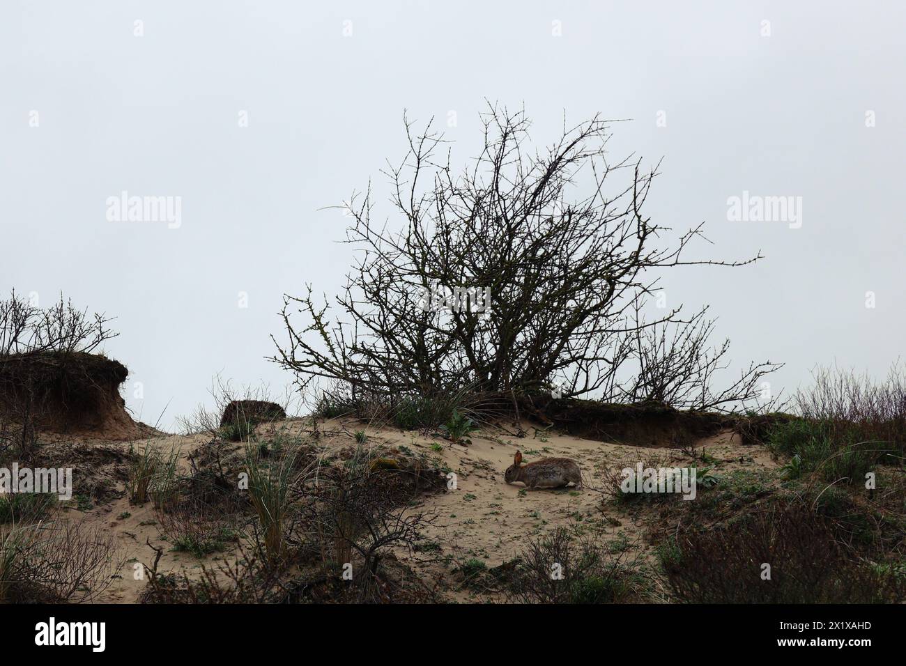 Rabbit bush hi-res stock photography and images - Alamy