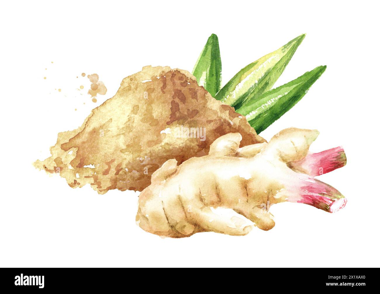 Fresh galangal rhizomes with green leaves, and powder. Hand drawn ...