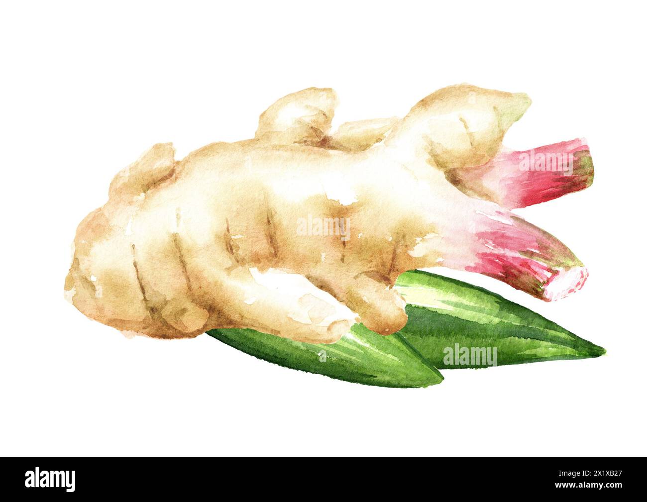 Fresh galangal rhizomes with green leaves. Hand drawn watercolor ...