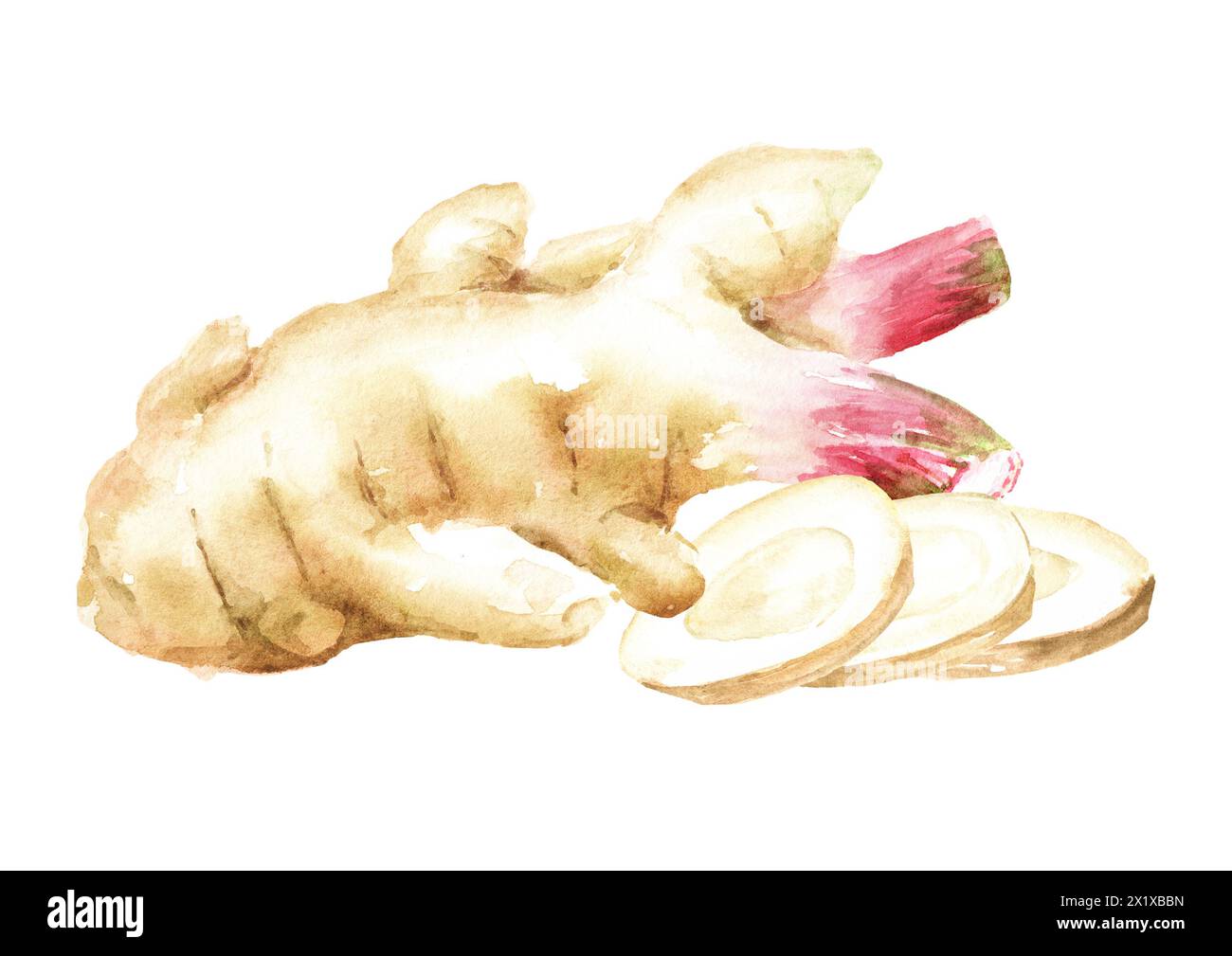 Fresh galangal rhizomes with slices. Hand drawn watercolor illustration ...