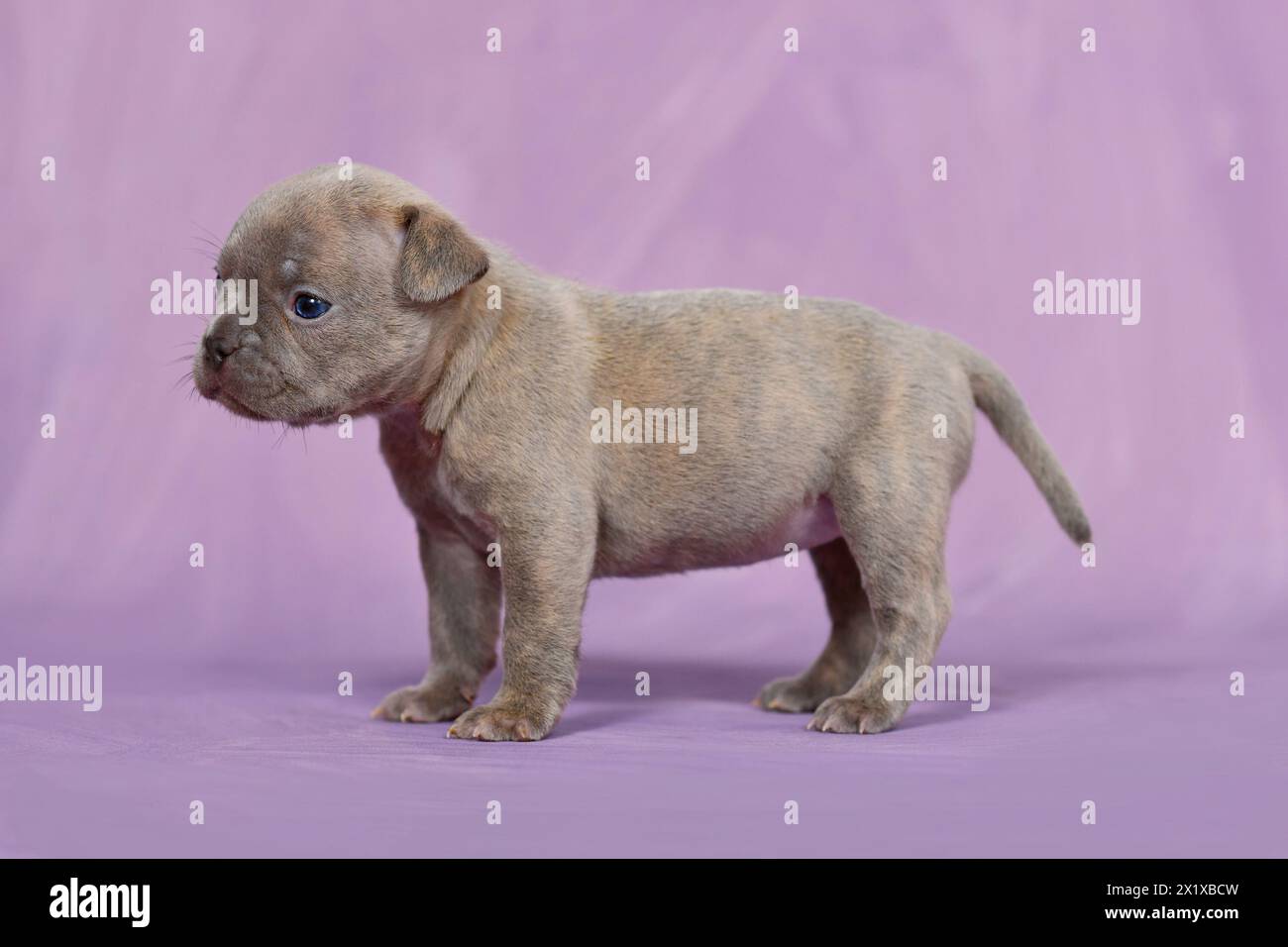 Four weeks purebred young Lilac Brindle French Bulldog puppy with ...