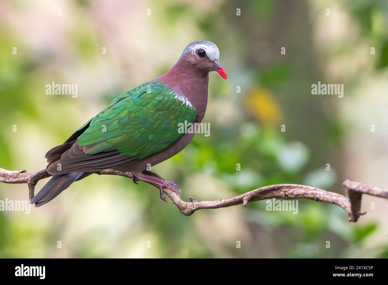 common emerald dove or Asian emerald dove, Chalcophaps indica, single ...