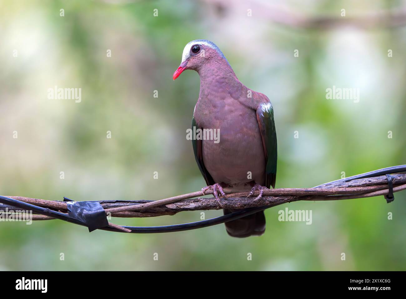 common emerald dove or Asian emerald dove, Chalcophaps indica, single ...