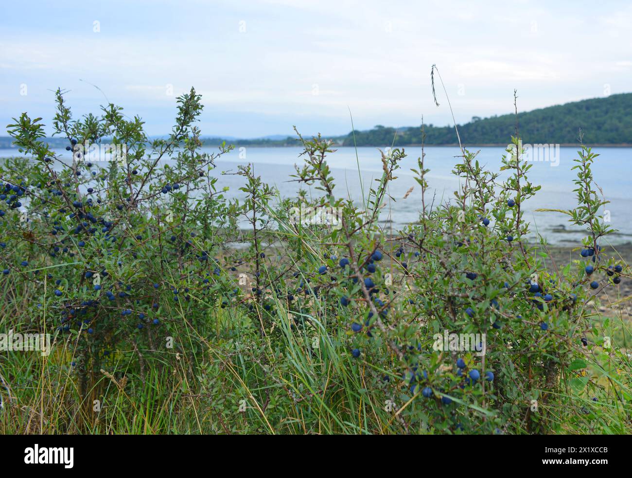 Prunus spinosa plants with fruits and grass, atlantic coast in Brittany ...