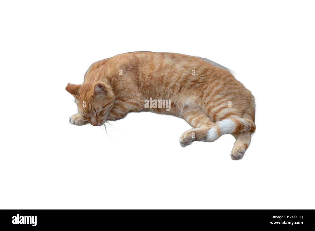 Isolated depictions of reclining cats in assorted postures. Ideal for ...