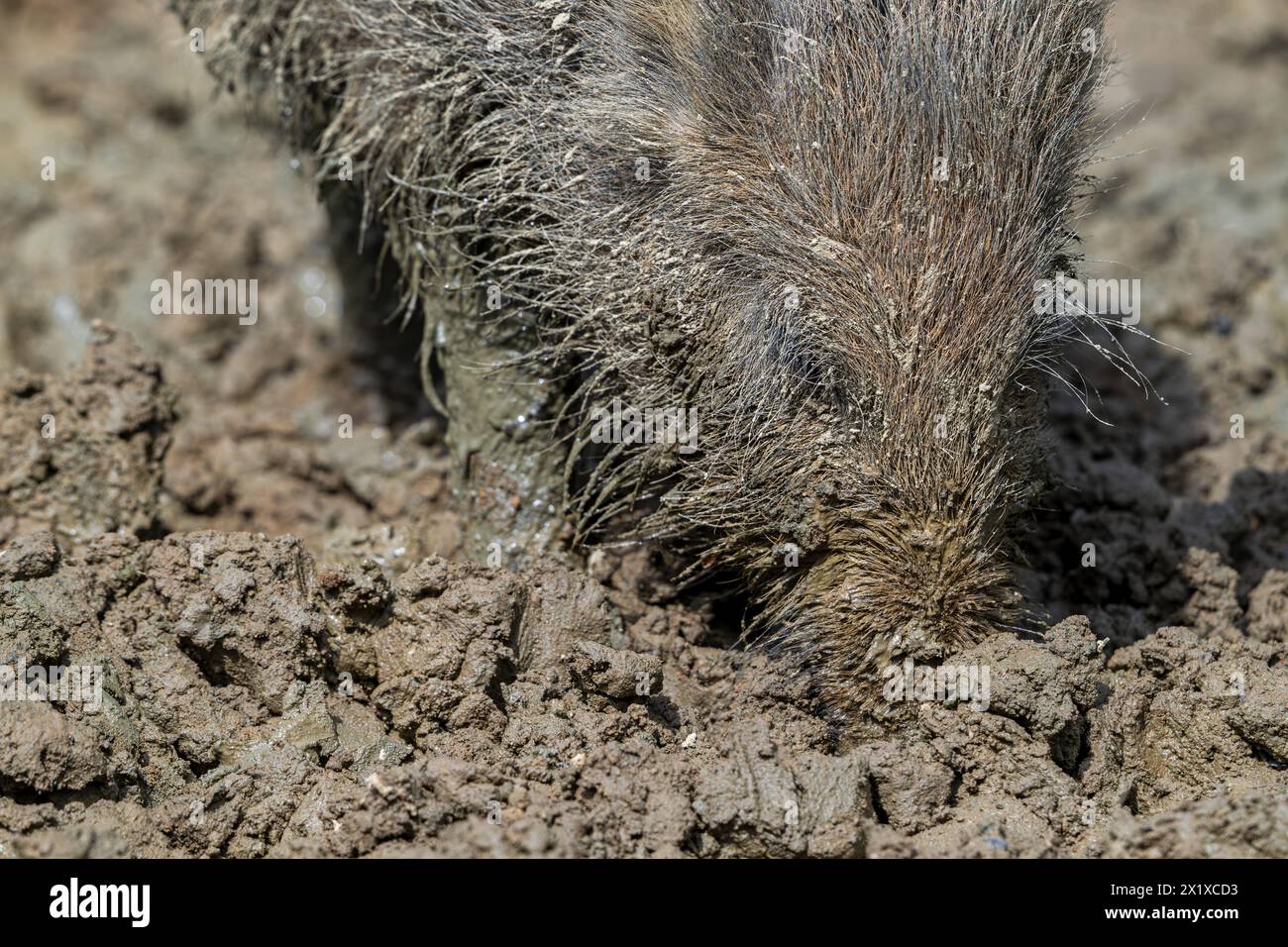 Wild boar (Sus scrofa) close-up of juvenile pig foraging with muddy ...