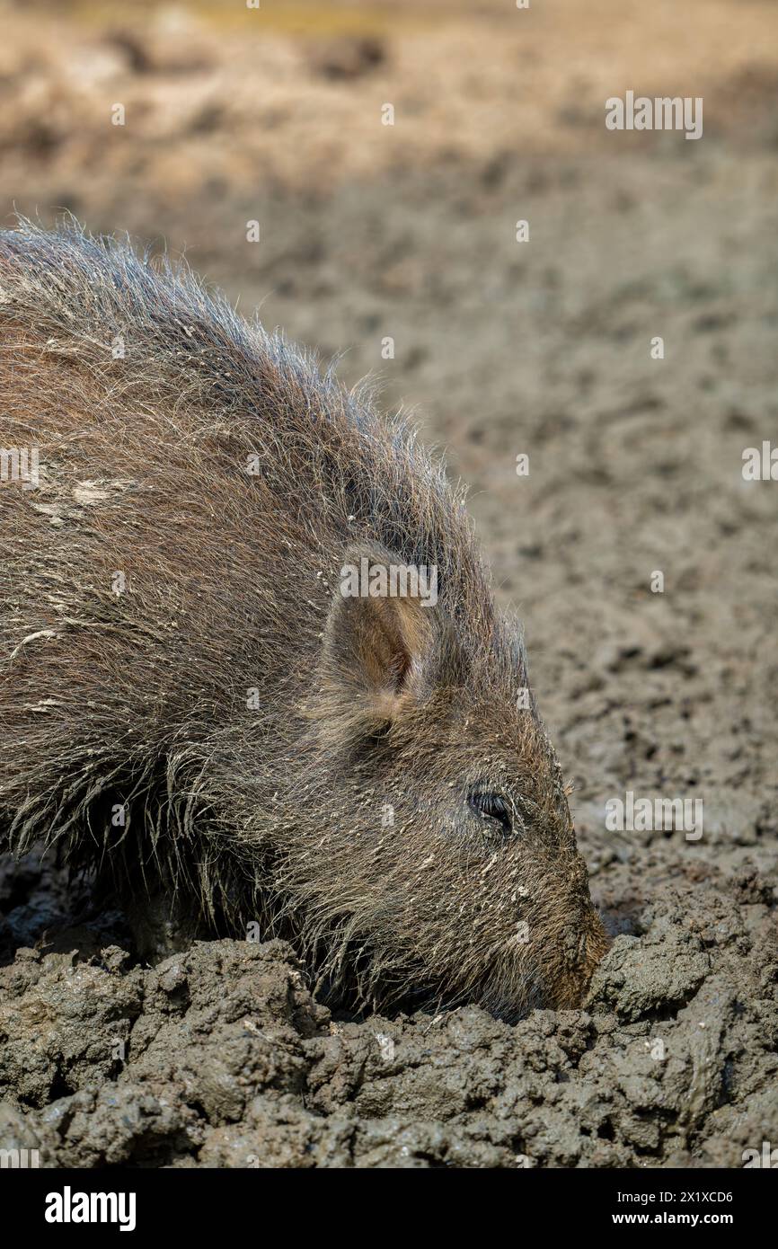 Wild boar (Sus scrofa) close-up of juvenile pig foraging with muddy ...