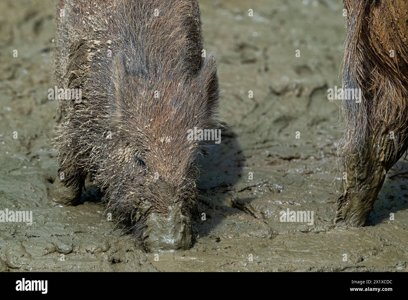 Wild boar (Sus scrofa) close-up of juvenile pig foraging with muddy ...