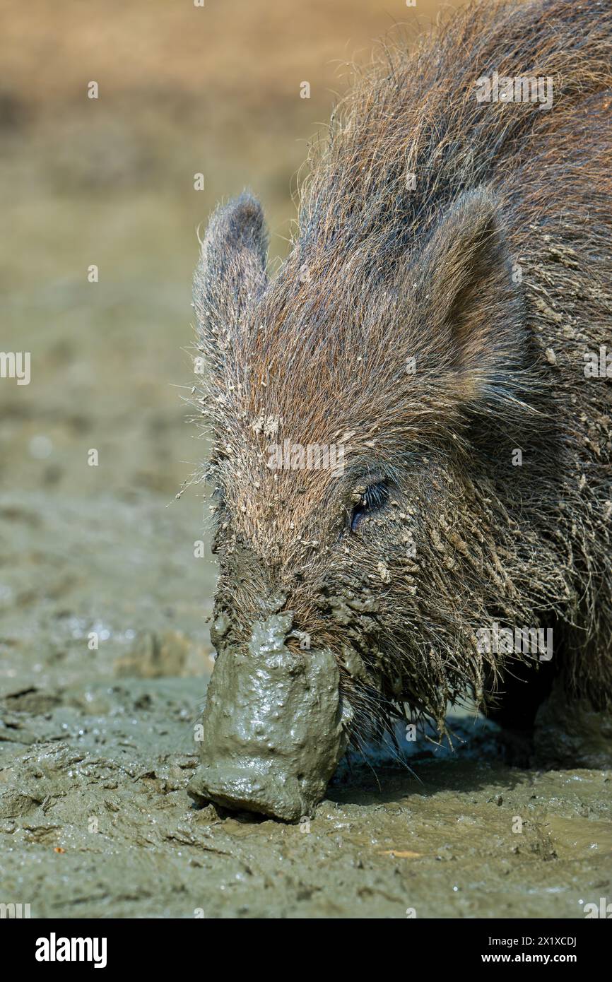Wild boar (Sus scrofa) close-up of juvenile pig foraging with muddy ...