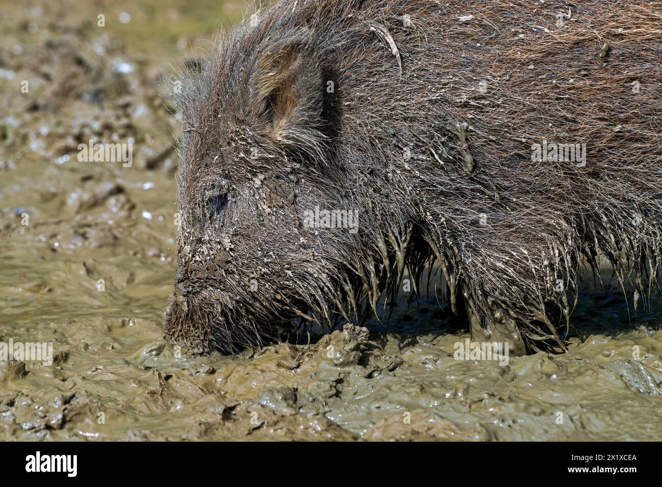 Wild boar (Sus scrofa) close-up of juvenile pig foraging with muddy ...