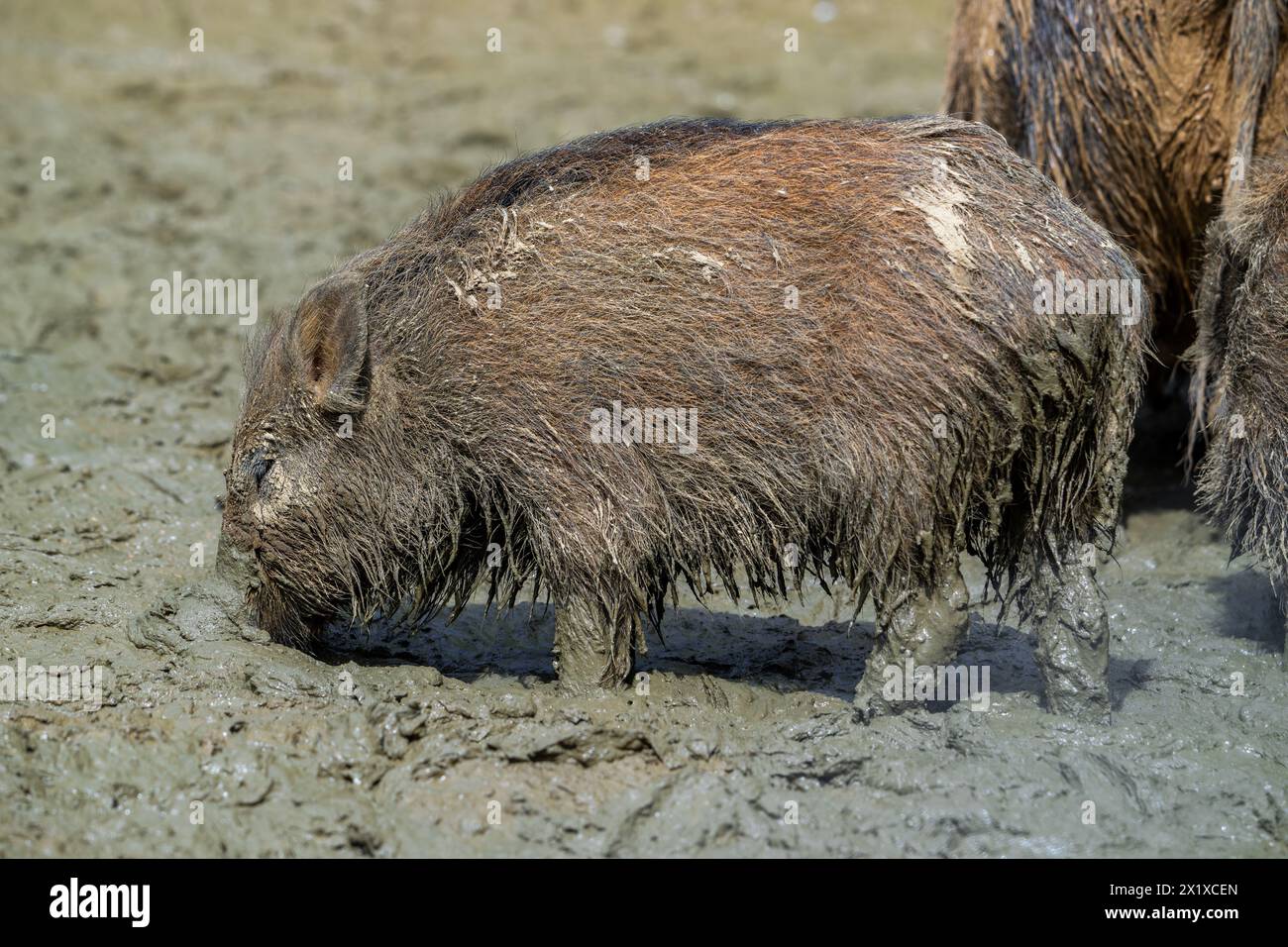 Wild boar (Sus scrofa) juvenile pig foraging with muddy snout digging ...