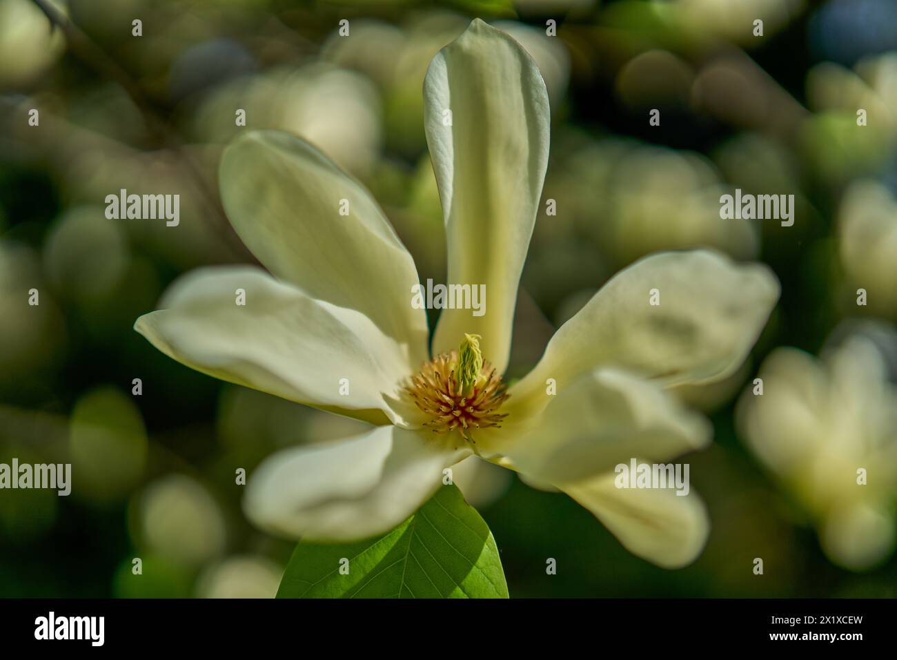 Cucumber tree hi-res stock photography and images - Alamy