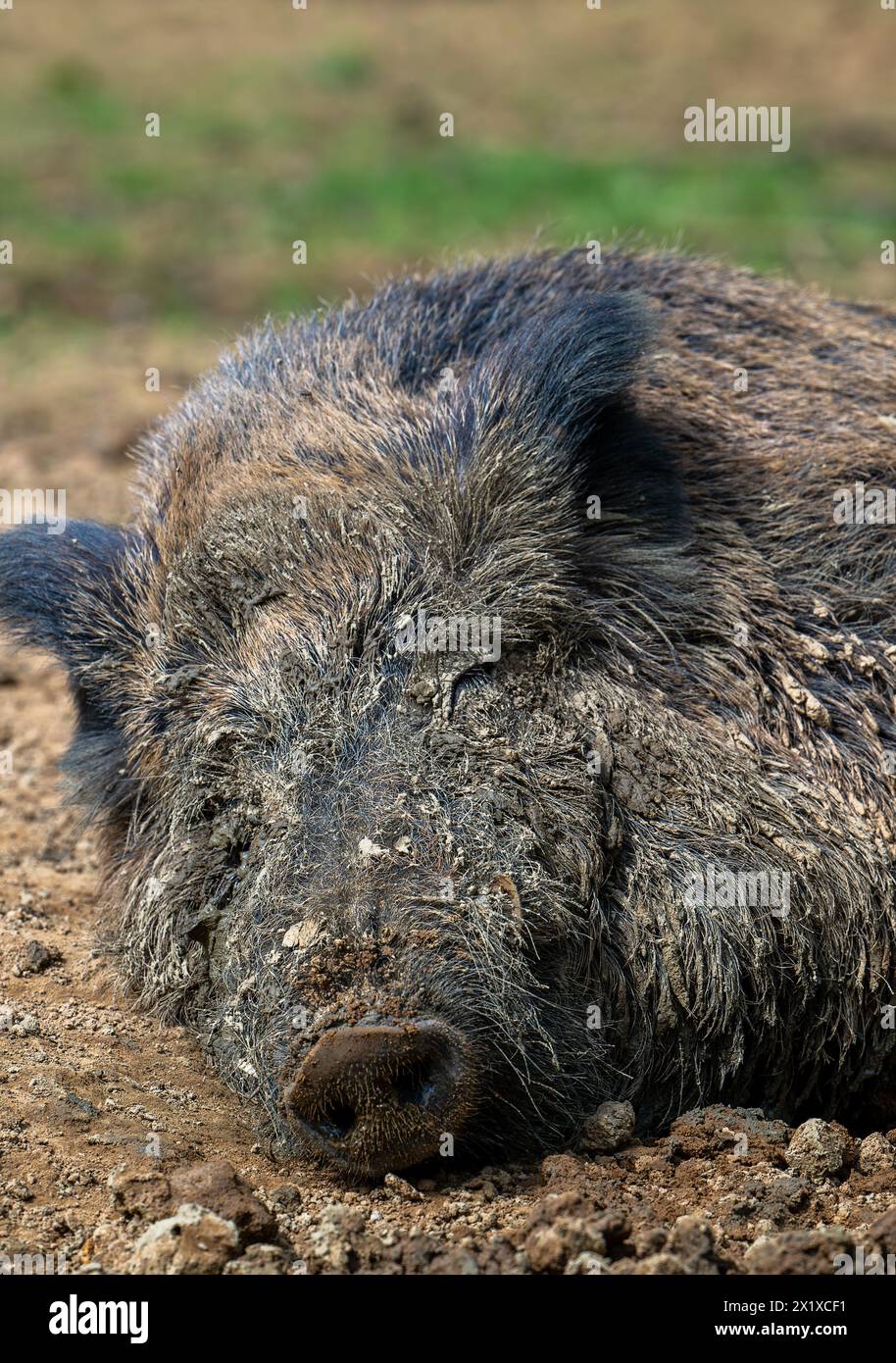 Wild boar (Sus scrofa) close-up of adult male sleeping in the mud Stock ...