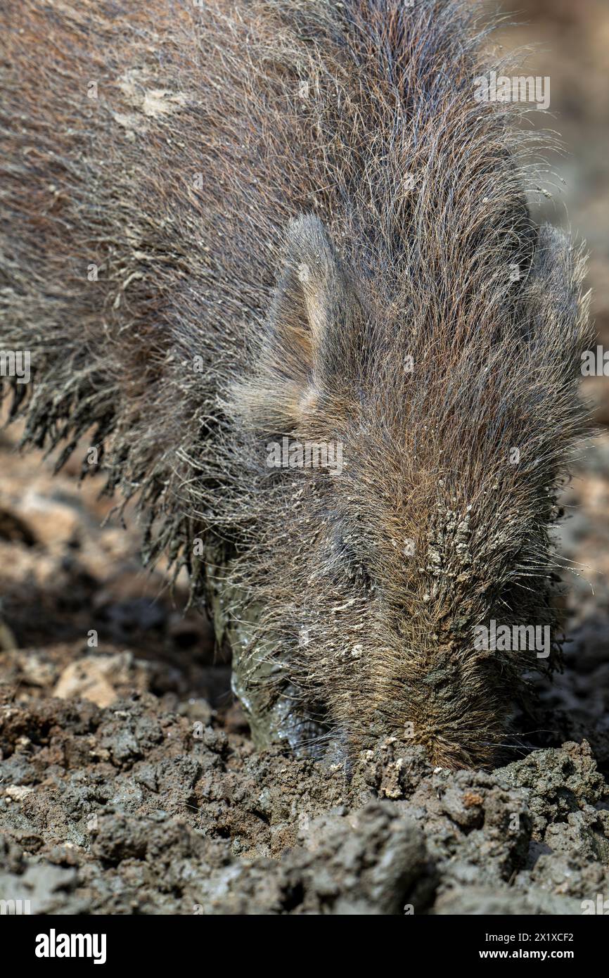 Wild boar (Sus scrofa) close-up of juvenile pig foraging with muddy ...