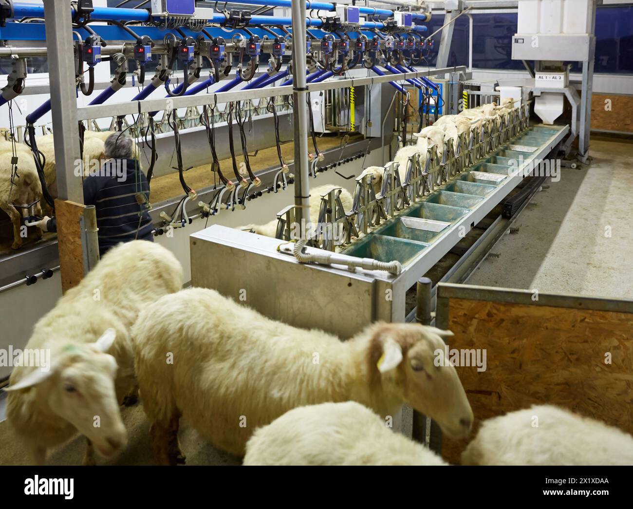 Latxa breed hi-res stock photography and images - Alamy