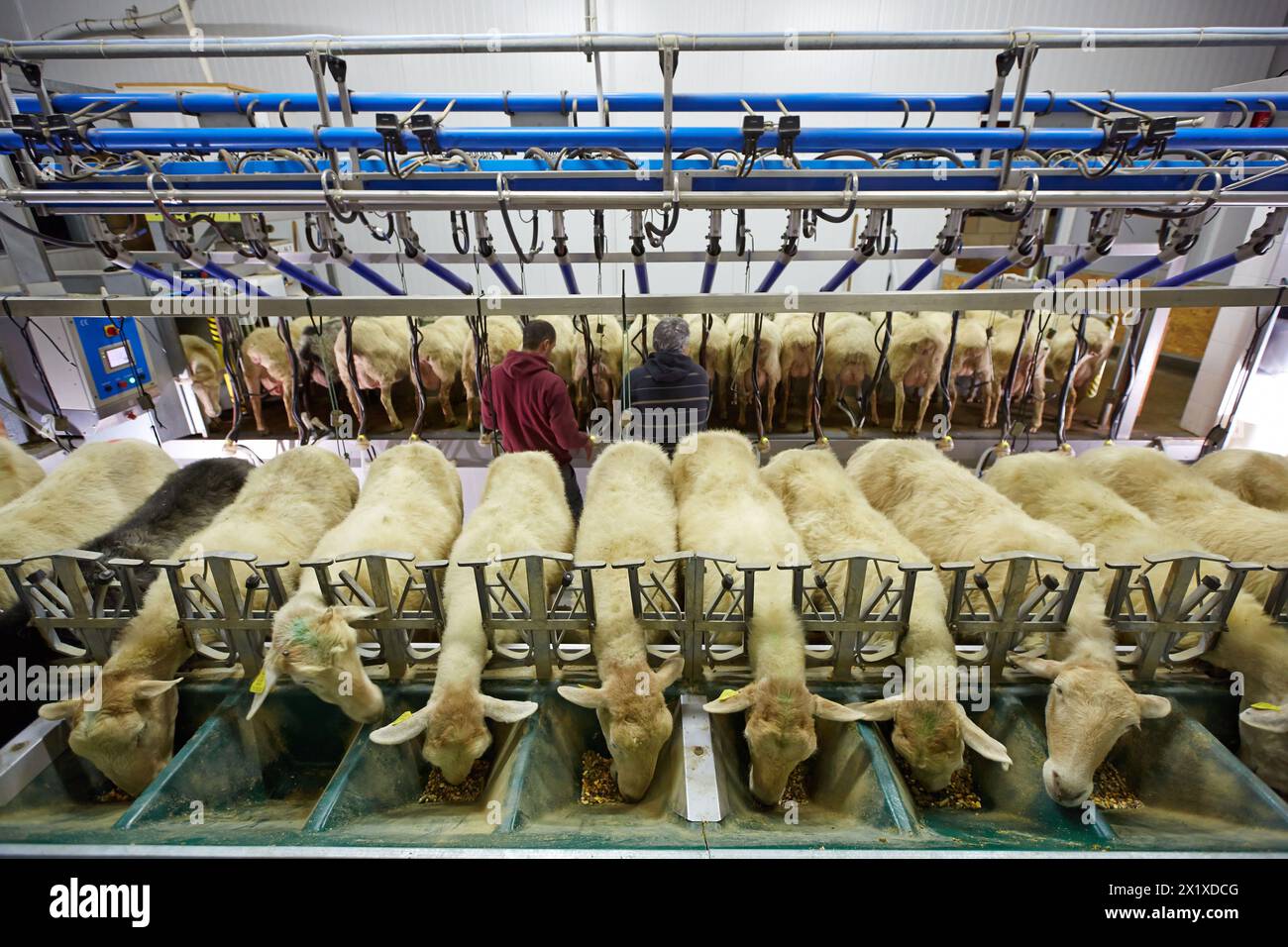 Milking sheep Dairy sheep being milked at a farm The farmers are ...