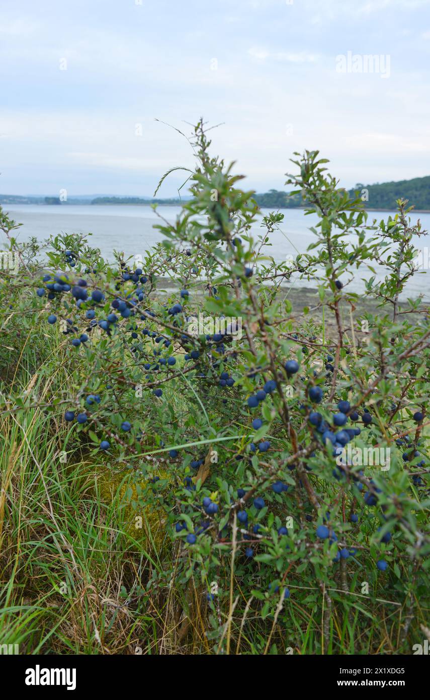Prunus spinosa plants with fruits and grass at the atlantic coast in ...
