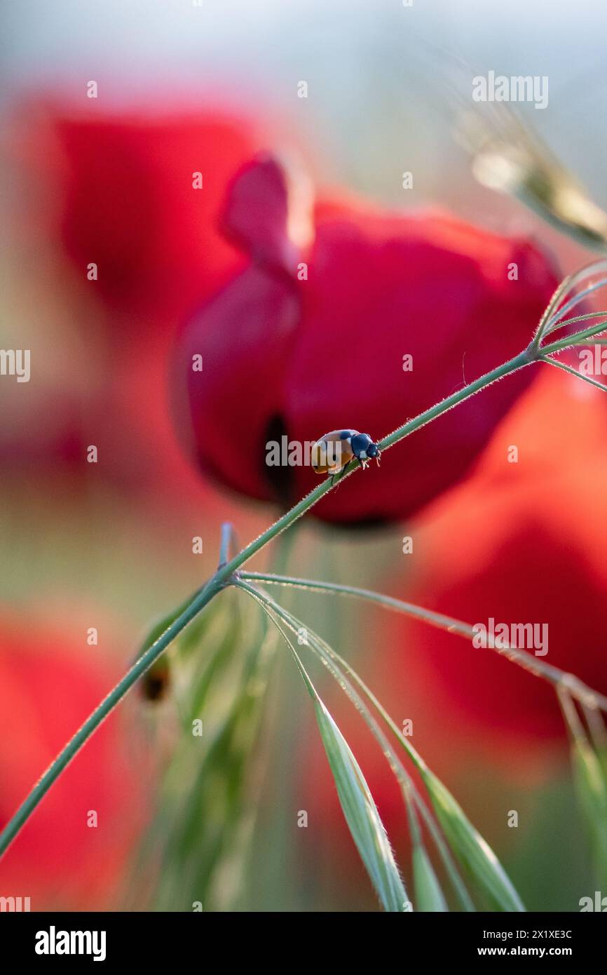Little lady bug found in a garden on the poppy flower Stock Photo - Alamy