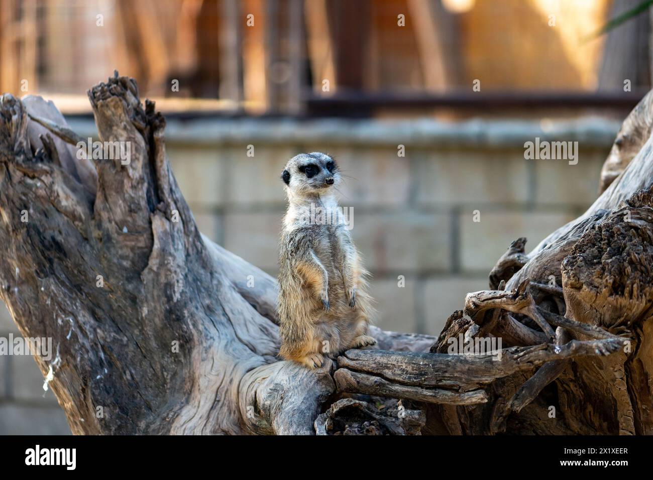 Funny wildlife photographs hi-res stock photography and images - Alamy
