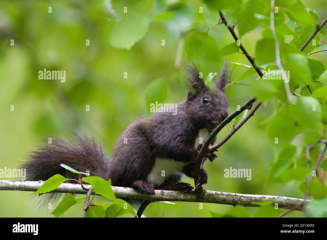 Sciurus vulgaris aka The red squirrel (black form) is climbing on the ...