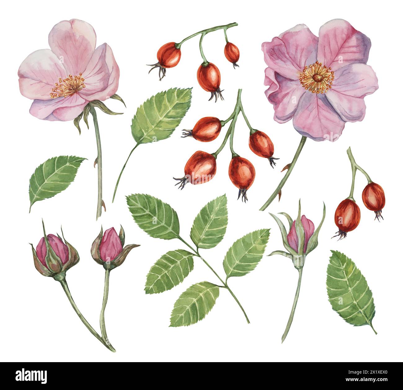 Dog rose, rosa canina watercolor floral clipart. Pink flower, rose hips ...