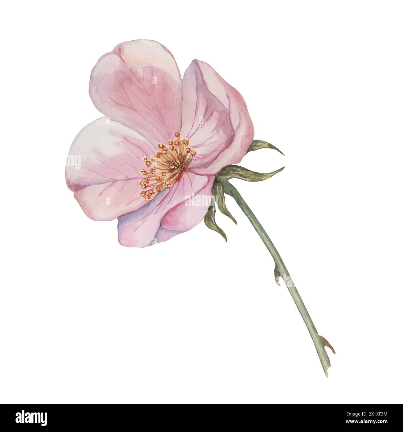 Pink flower of wild rose. Dog rose, rosa canina watercolor floral ...