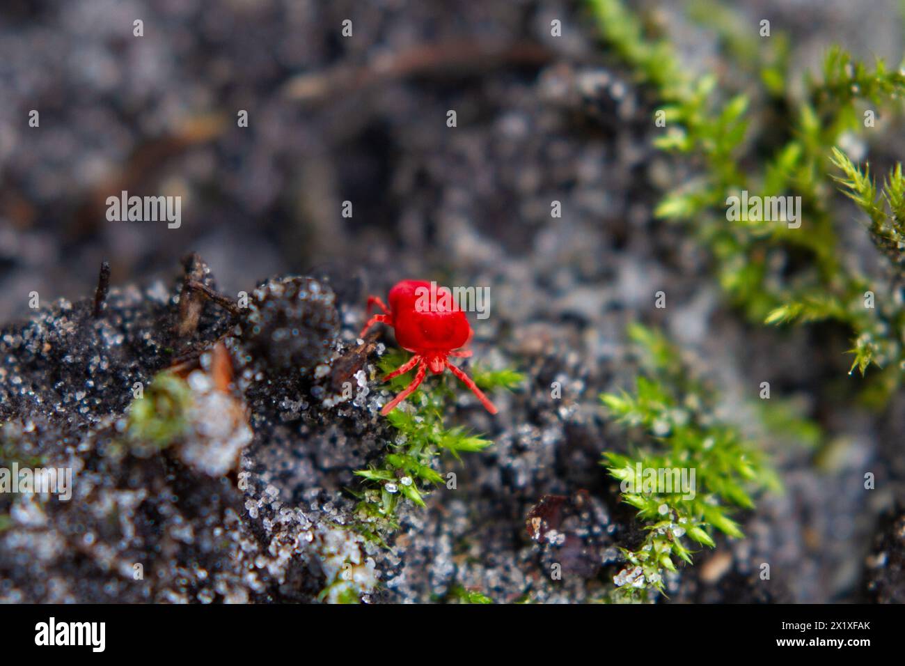 Close-up of a tiny, brightly red mite, Trombidium holosericeum, the ...