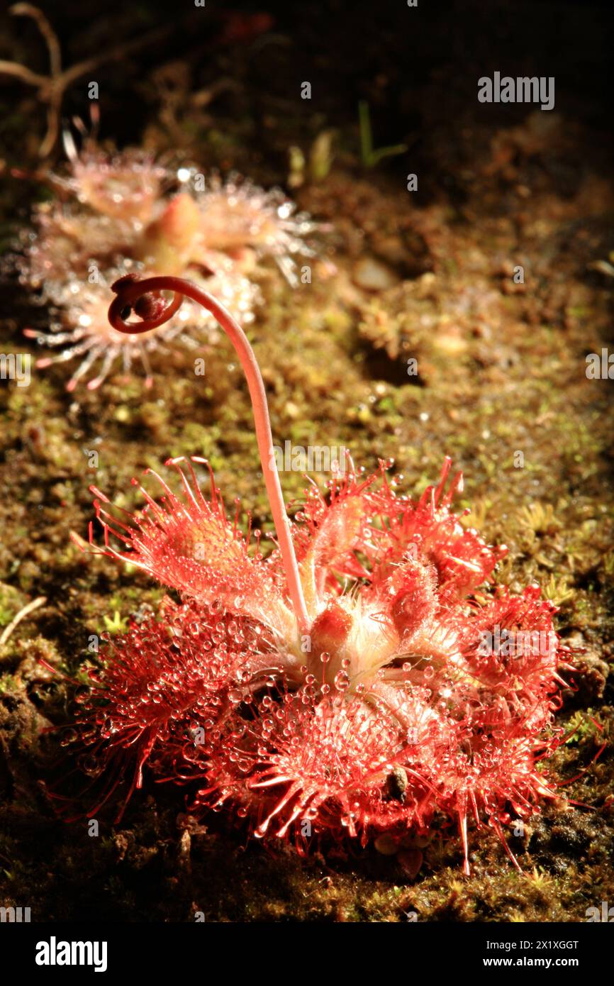 Sundew or Drosera tokaiensis is Carnivorous plant Trap tiny insects are ...