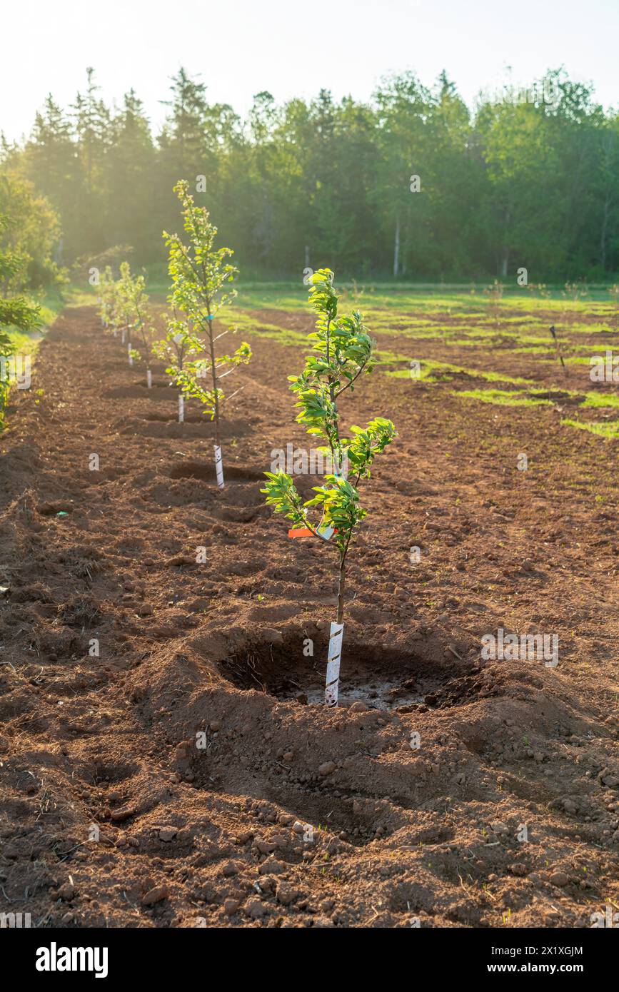 Newly planted apple trees hi-res stock photography and images - Alamy