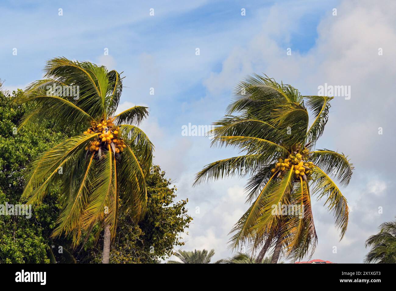 Palm tree bending swaying in hi-res stock photography and images - Alamy