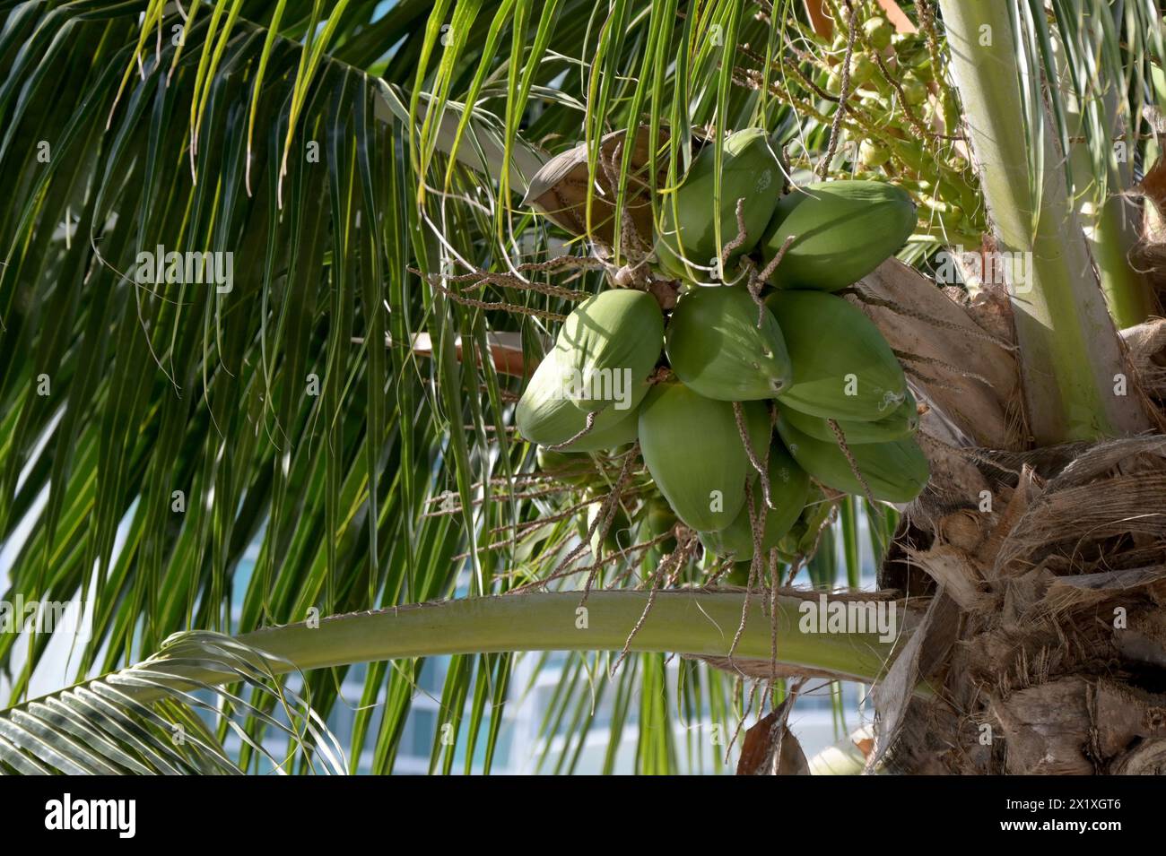 Ripening coconuts on coconut hi-res stock photography and images - Alamy
