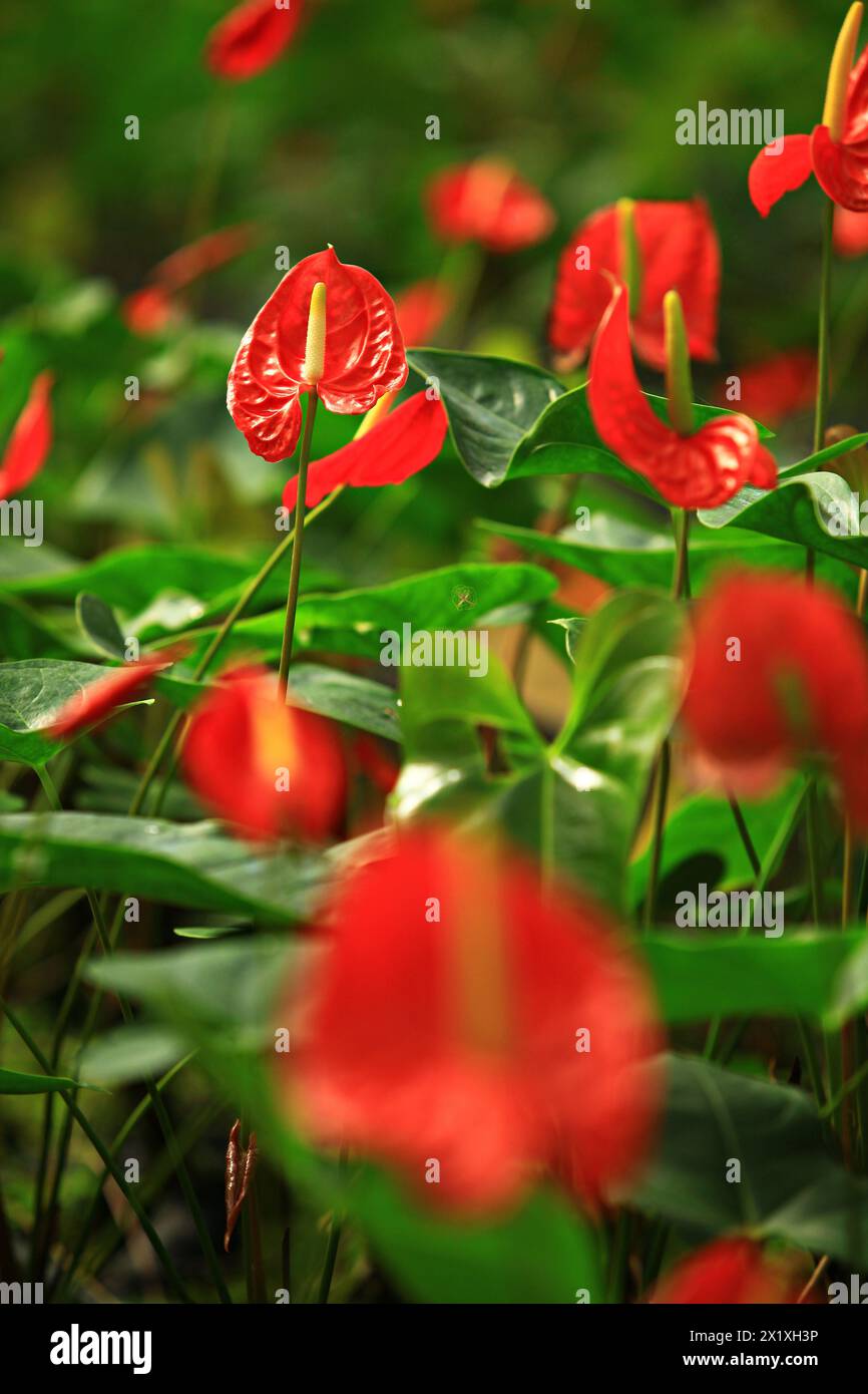 Anthurium andraeanum (Flamingo Flower) Blooms in wild tropical areas in ...