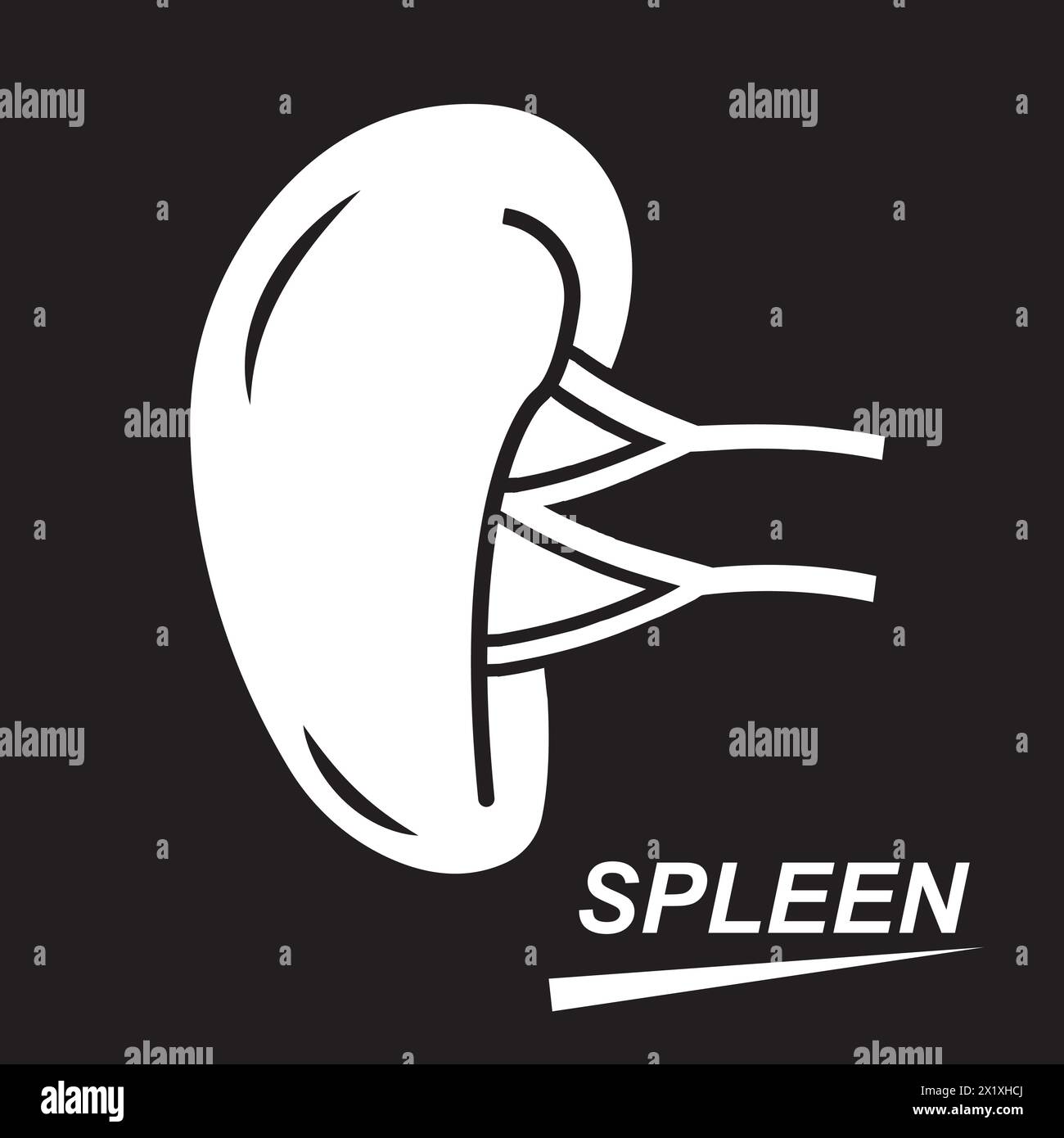Spleen icon vector illustration symbol design Stock Vector Image & Art ...